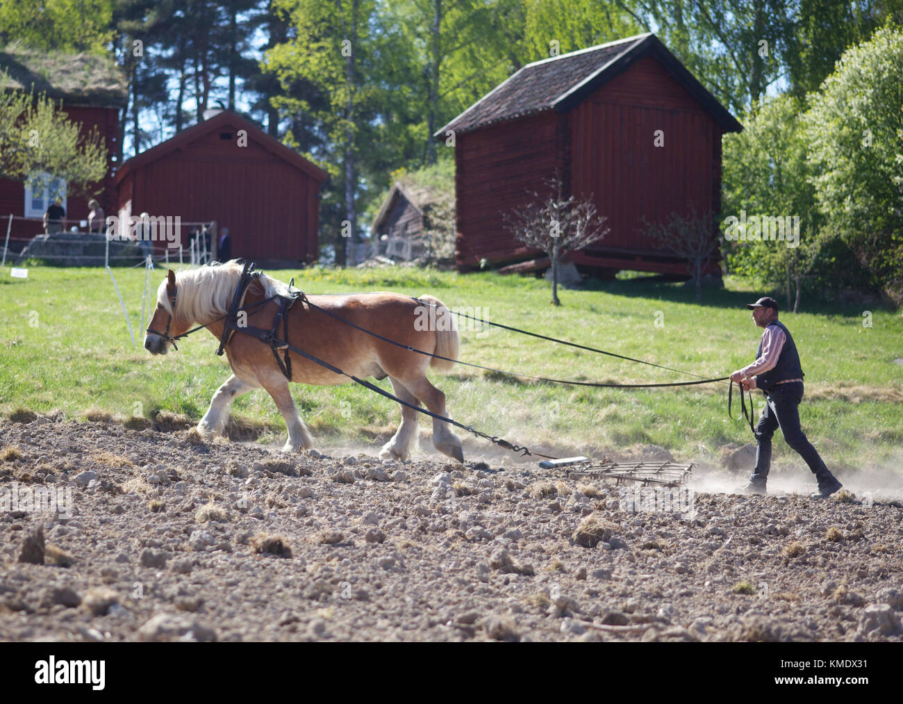 Shirehorse hi-res stock photography and images - Alamy