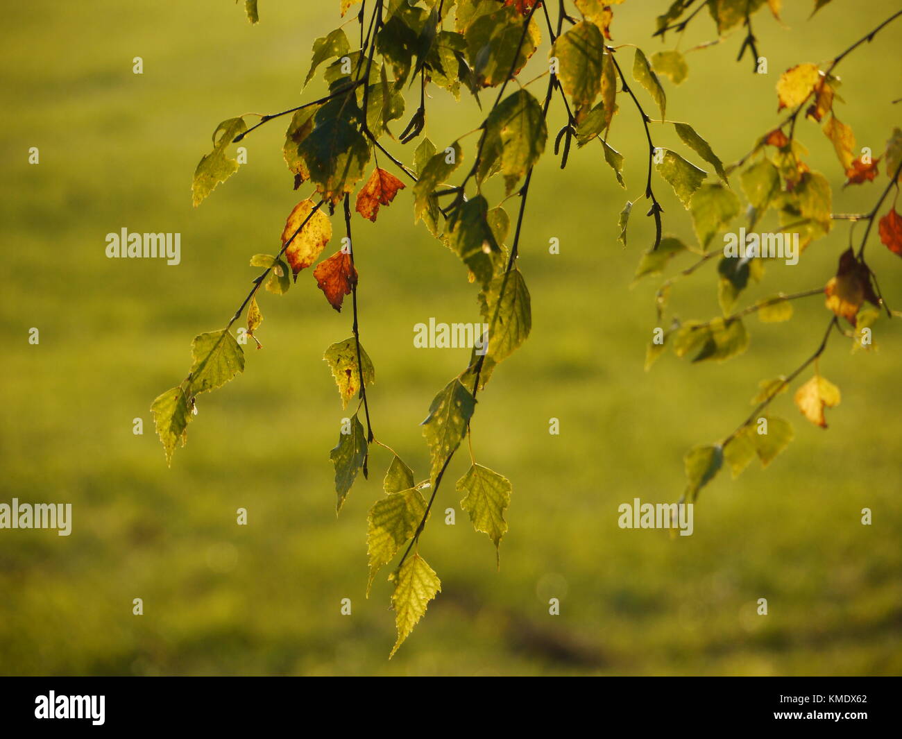 Sycamore leaf with fall colors hi-res stock photography and images - Alamy