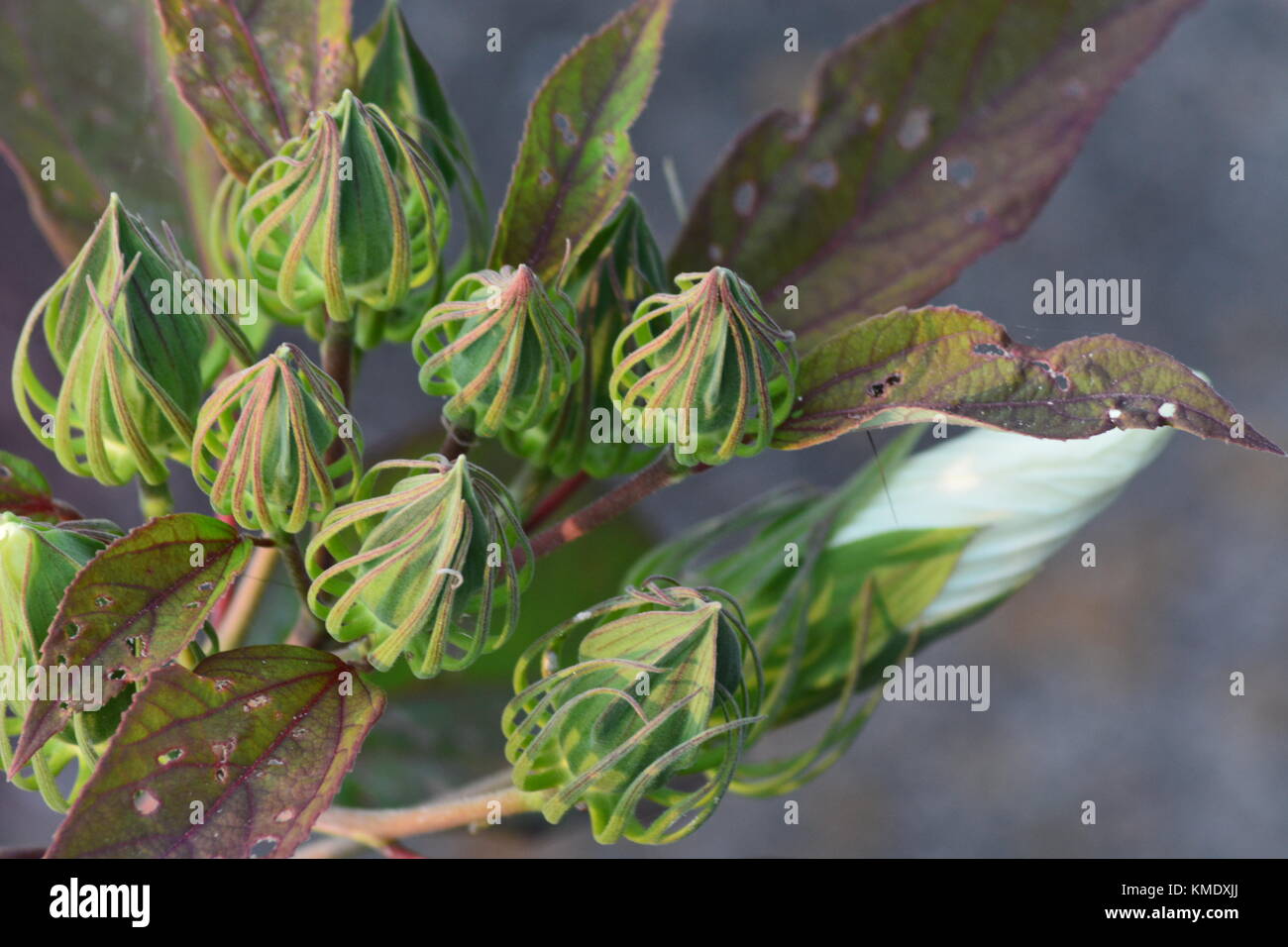 Spindly plant hi-res stock photography and images - Alamy