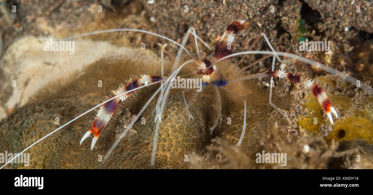 Banded coral shrimp stenopus hi-res stock photography and images - Alamy