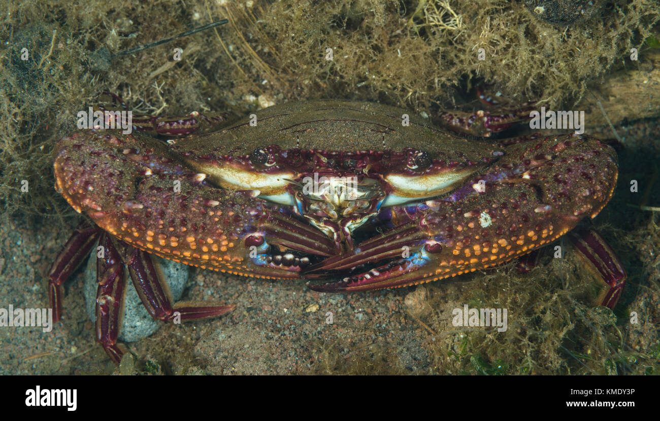 Crab in defense pose Stock Photo - Alamy