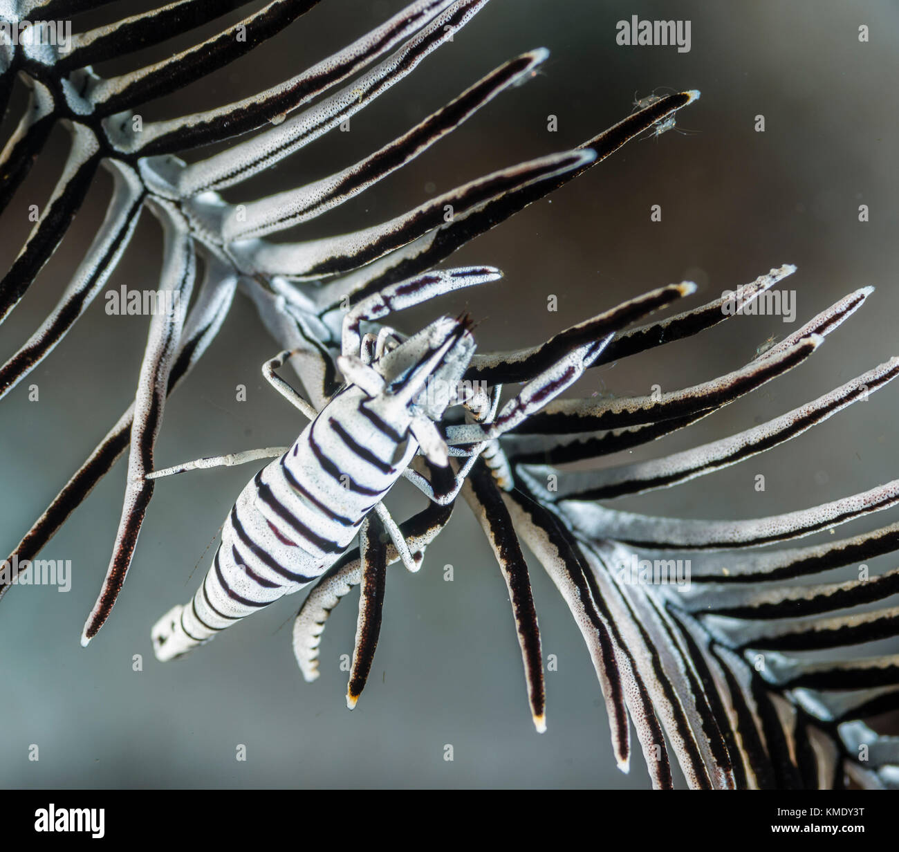Crinoid shrimp hi-res stock photography and images - Alamy