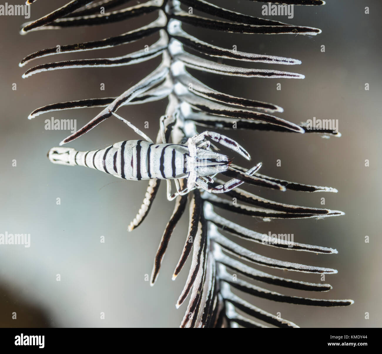 Crinoid shrimp in a feather star Stock Photo - Alamy