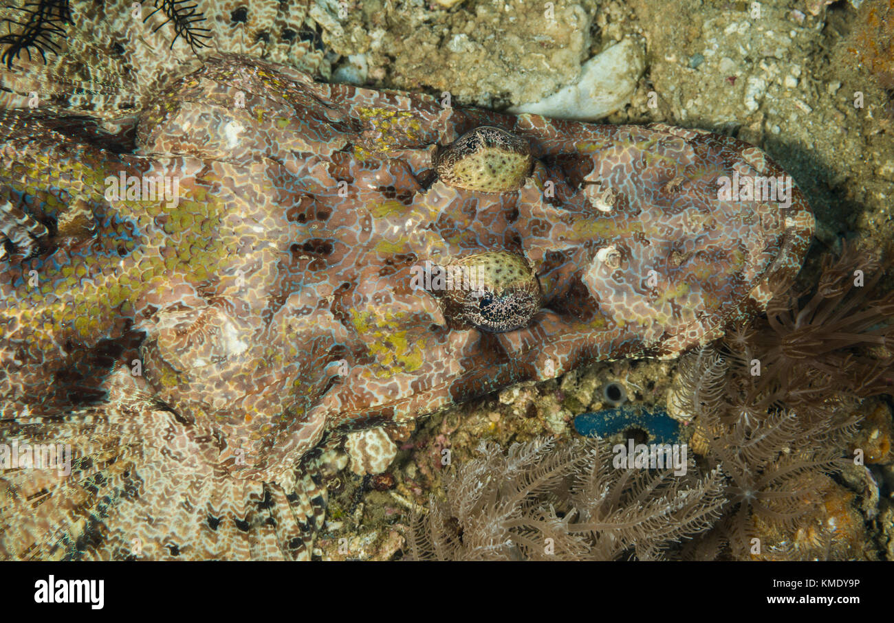 Close-up of a crocodile fish Stock Photo - Alamy