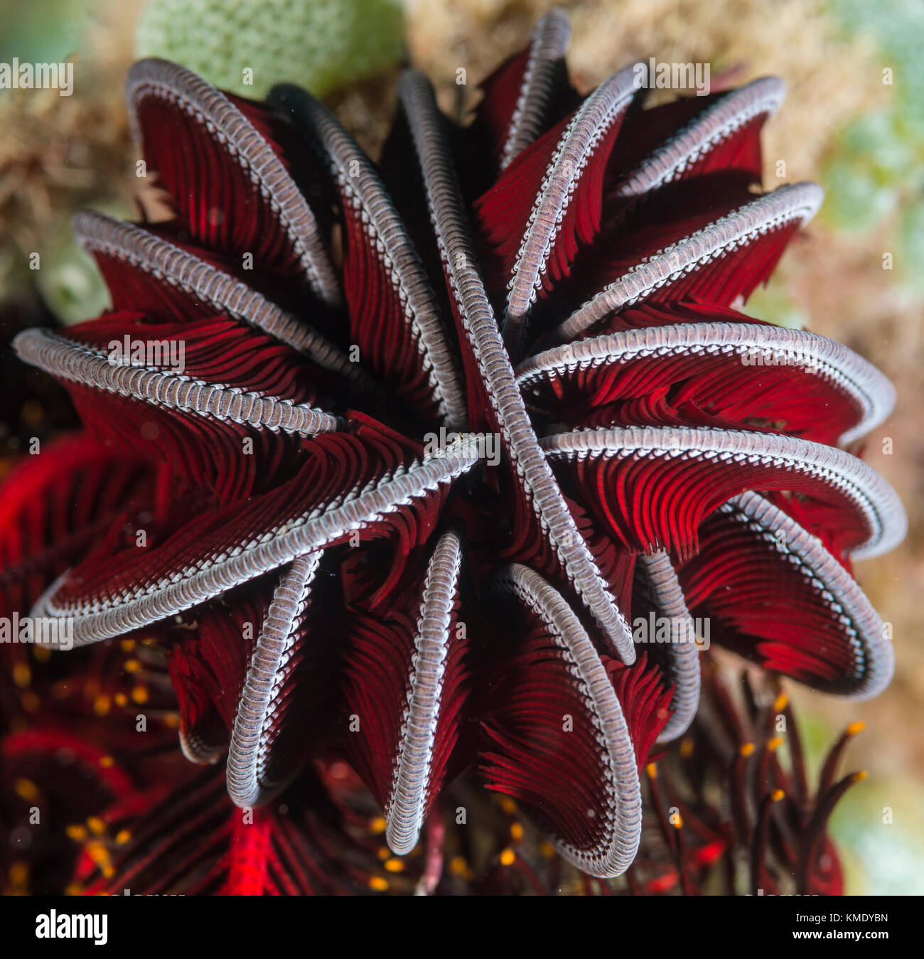 Star coral hi-res stock photography and images - Alamy
