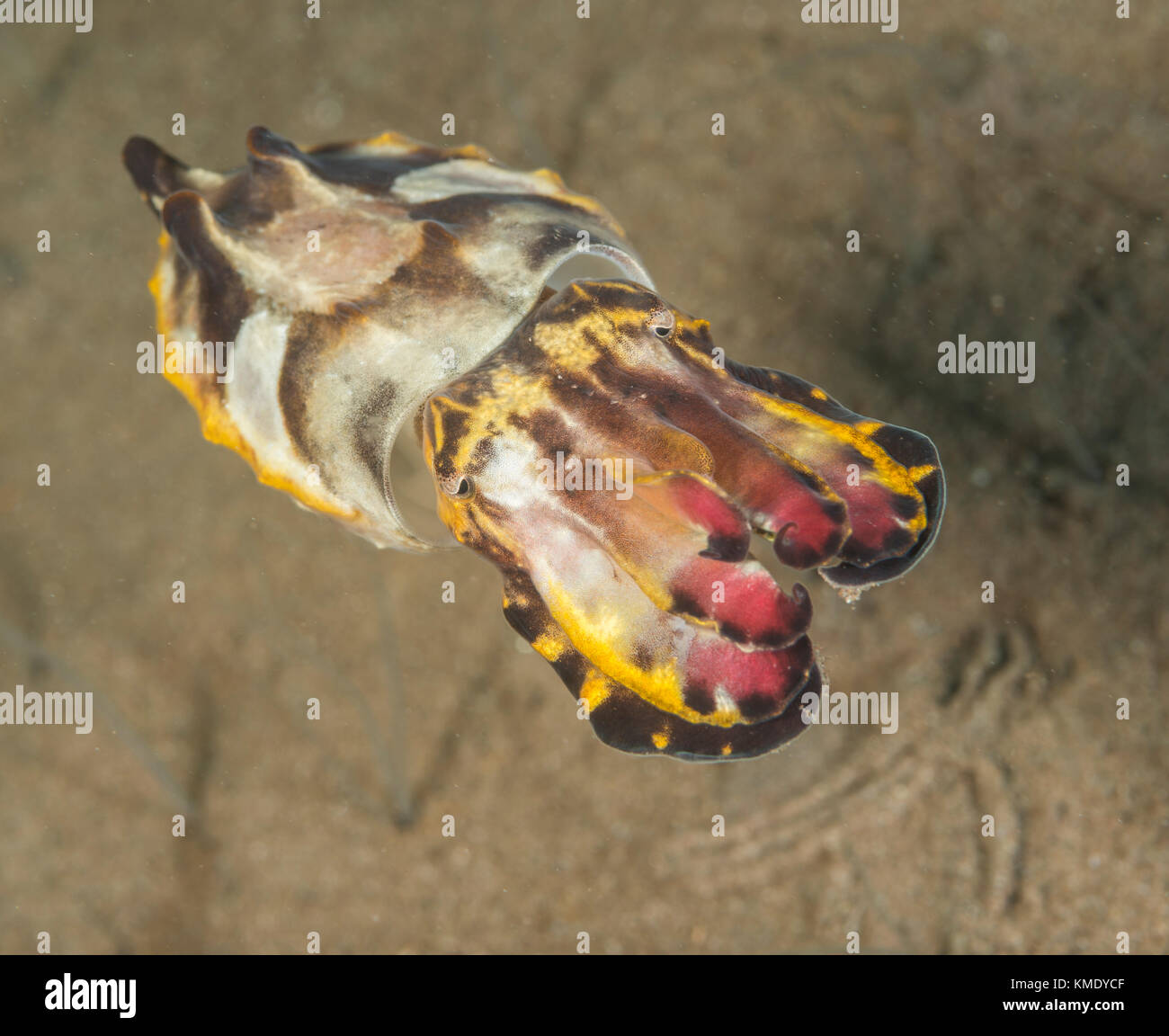 Flamboyant cuttlefish on the sea floor Stock Photo - Alamy