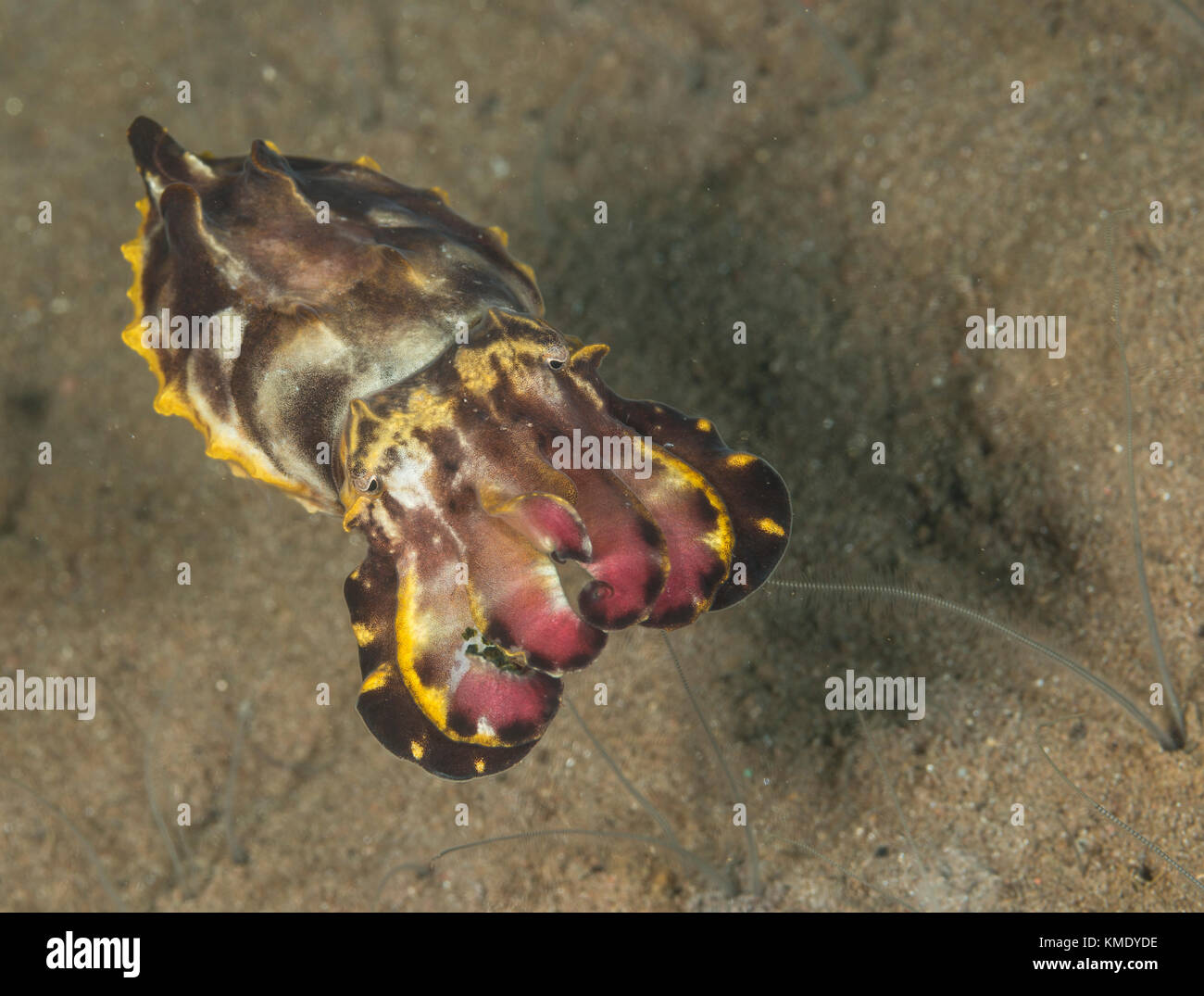 Flamboyant cuttlefish on the sea floor Stock Photo - Alamy