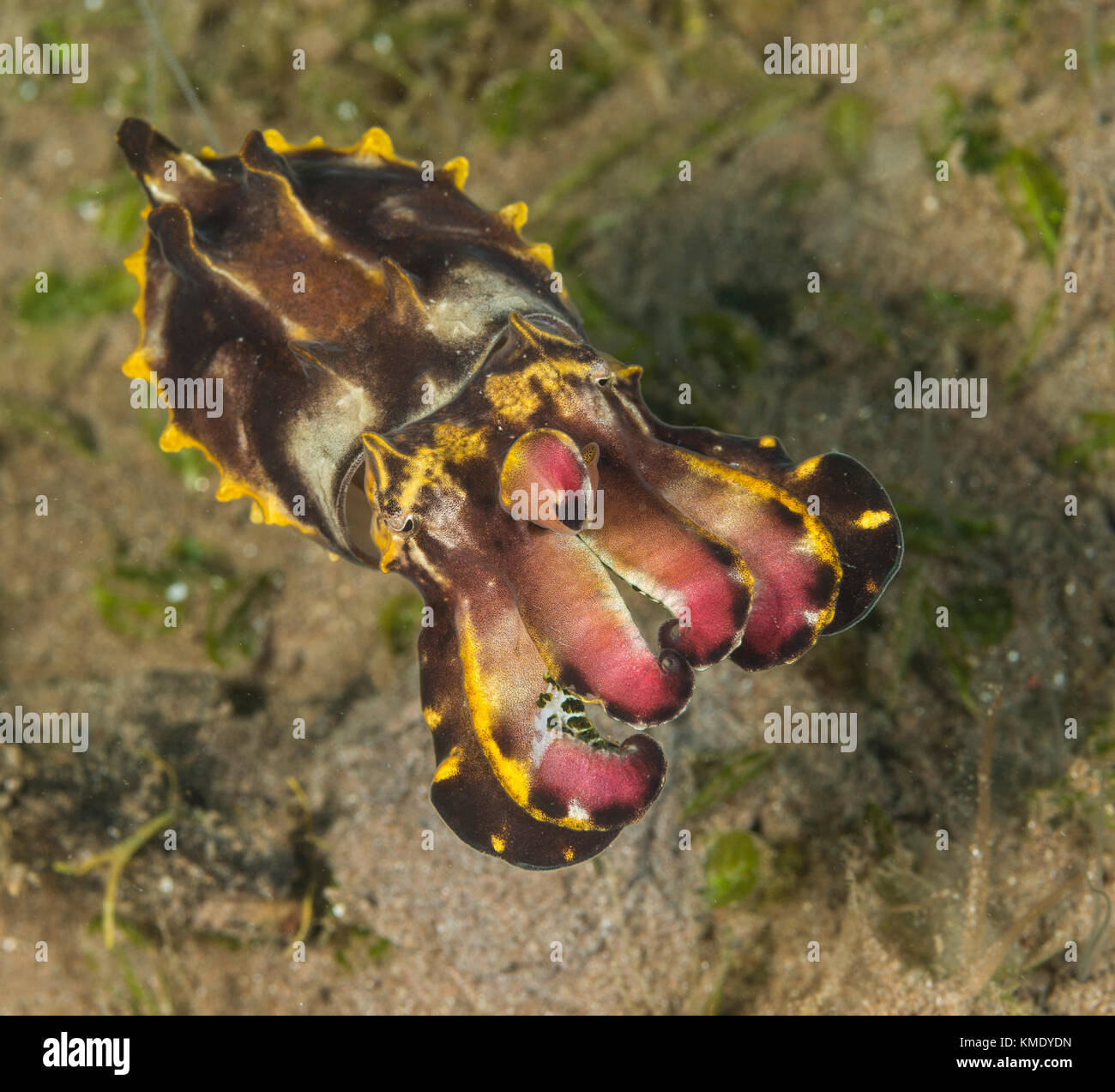 Yellow cuttlefish hi-res stock photography and images - Alamy