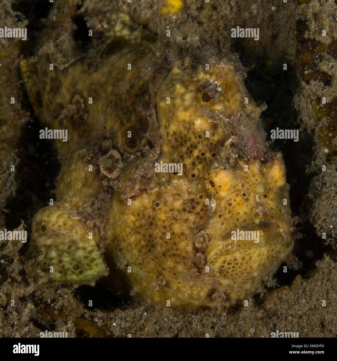 Yellow painted frogfish on a coral Stock Photo - Alamy