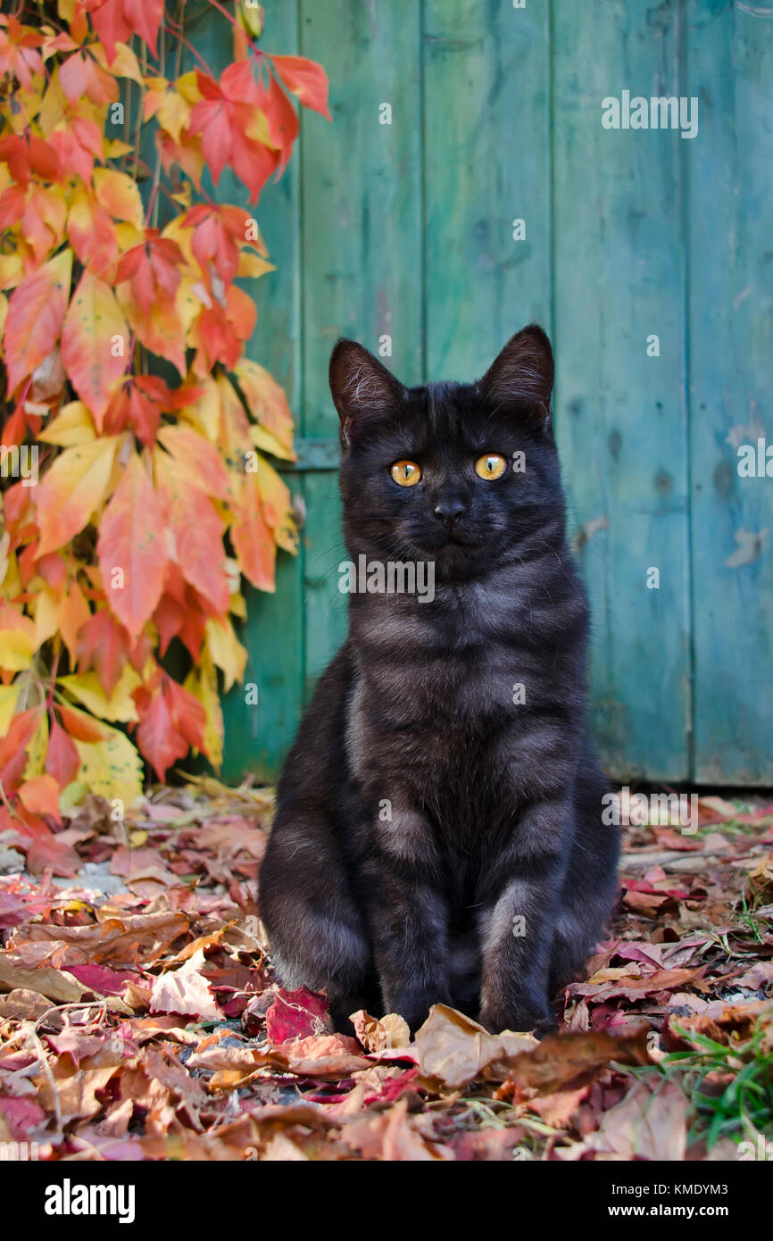A black smoke colored kitten sitting in front of a blue wooden door ...