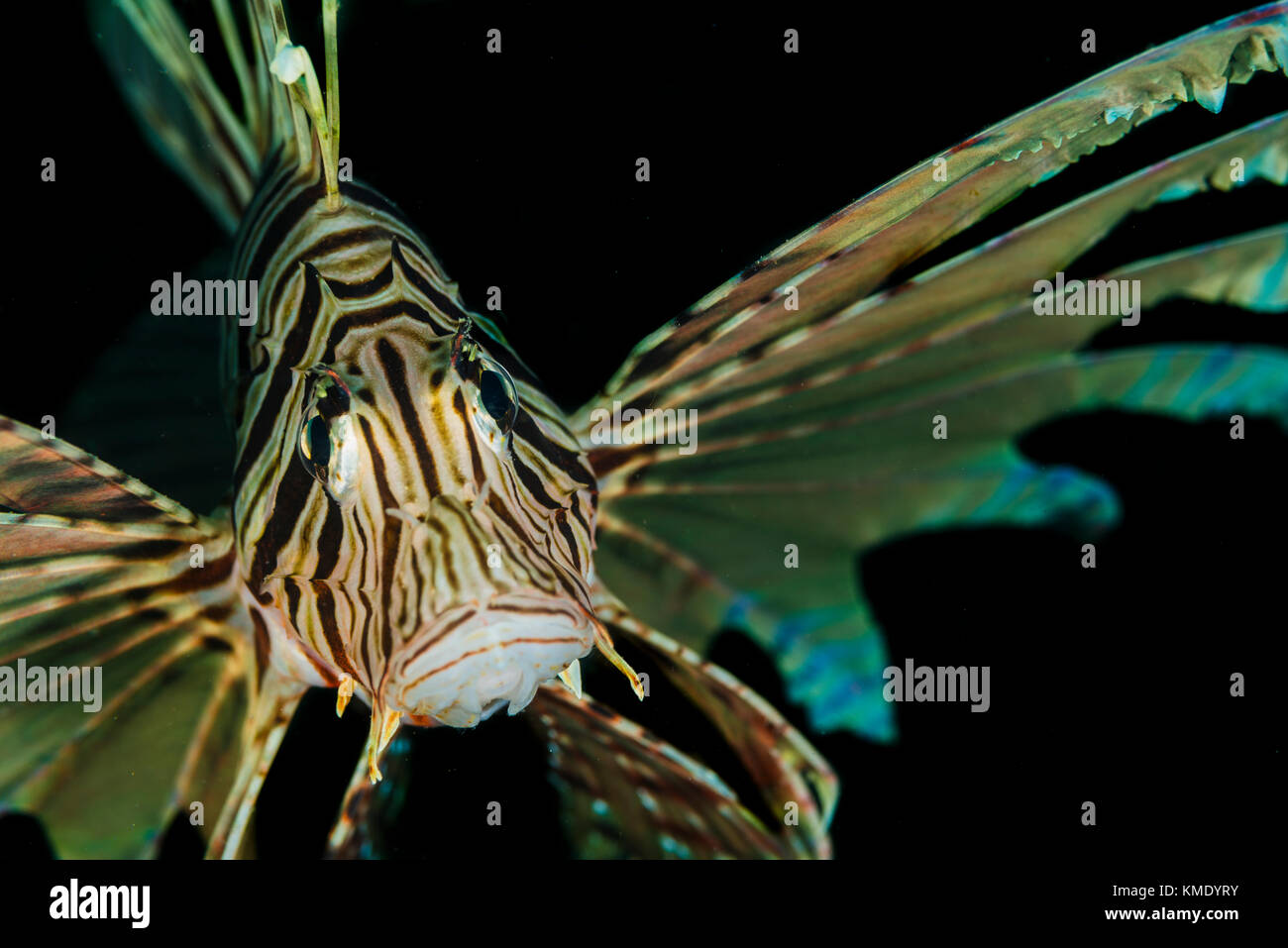 Portrait of a lionfish Stock Photo - Alamy