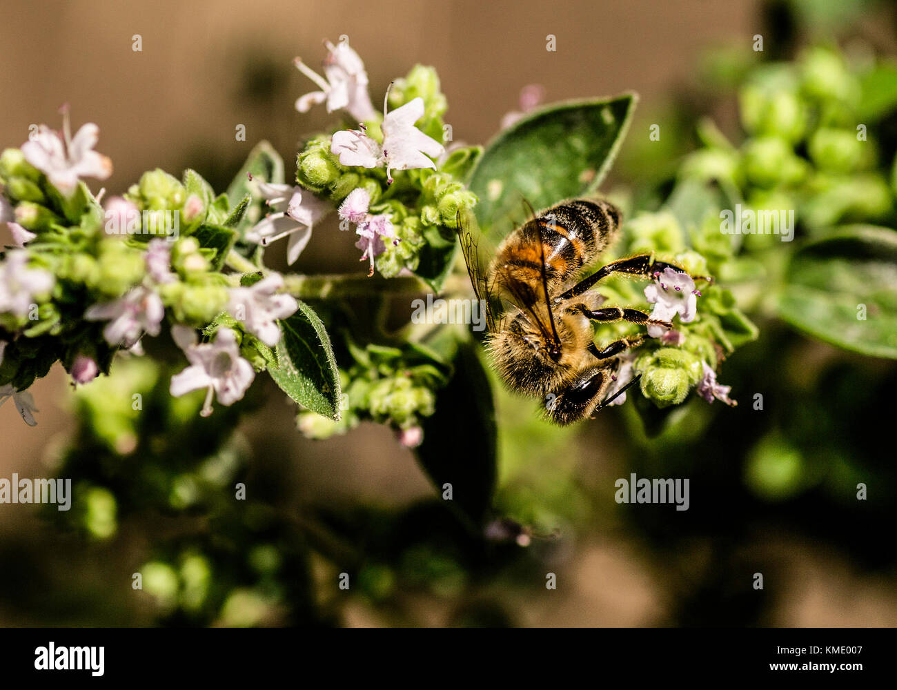 Worker bee pollen collection hi-res stock photography and images - Alamy