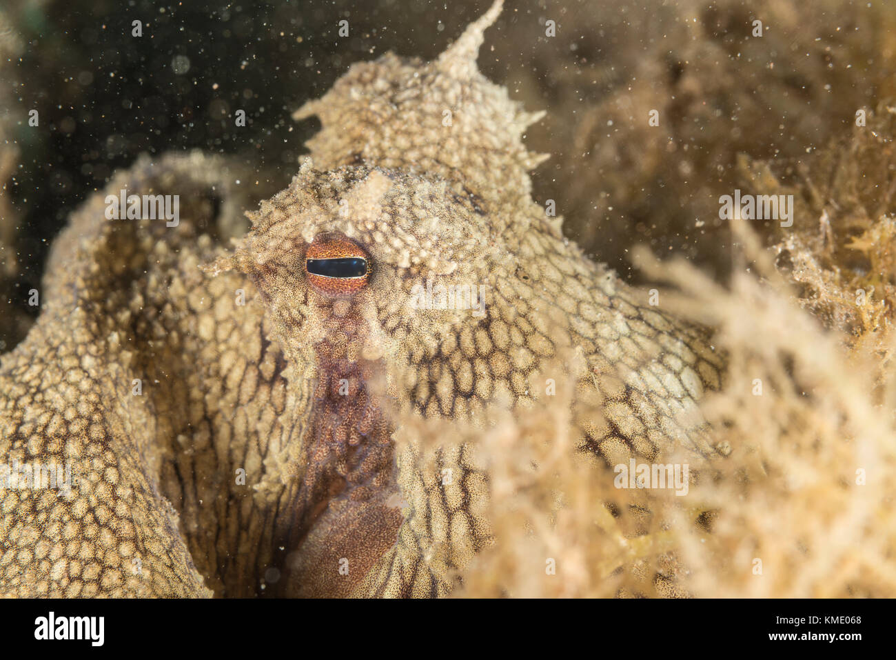 Coconut octopus trying to hide under sea grass Stock Photo - Alamy