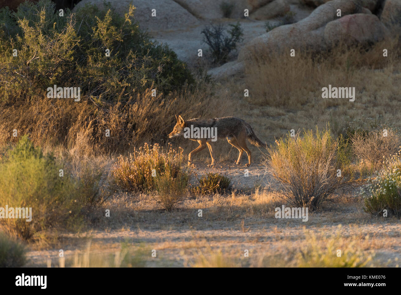 Photo by brad hi-res stock photography and images - Alamy
