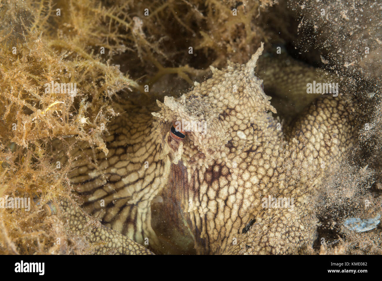 Octopus under sea grass hi-res stock photography and images - Alamy