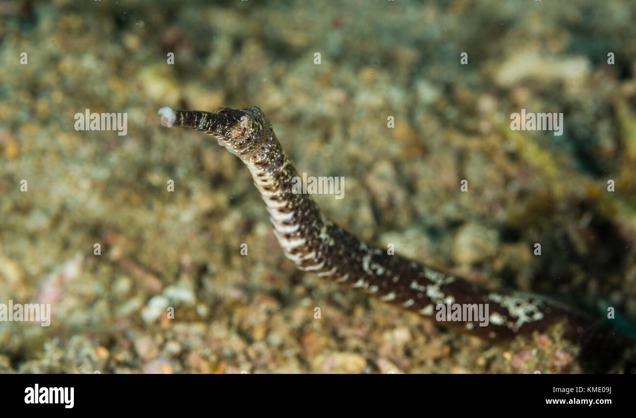 Banded pipefish hi-res stock photography and images - Alamy
