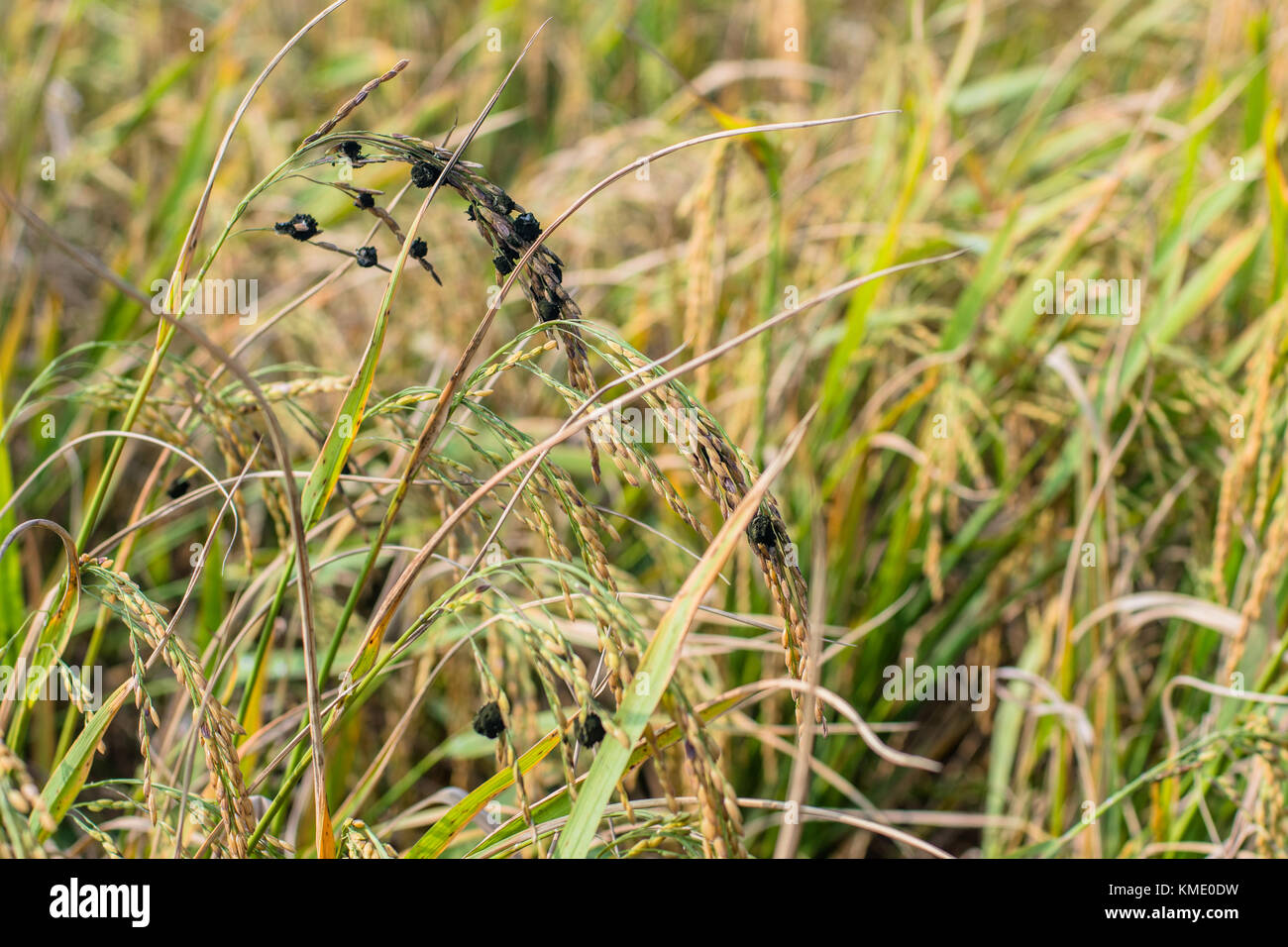 Paddy disease pest Stock Photo - Alamy