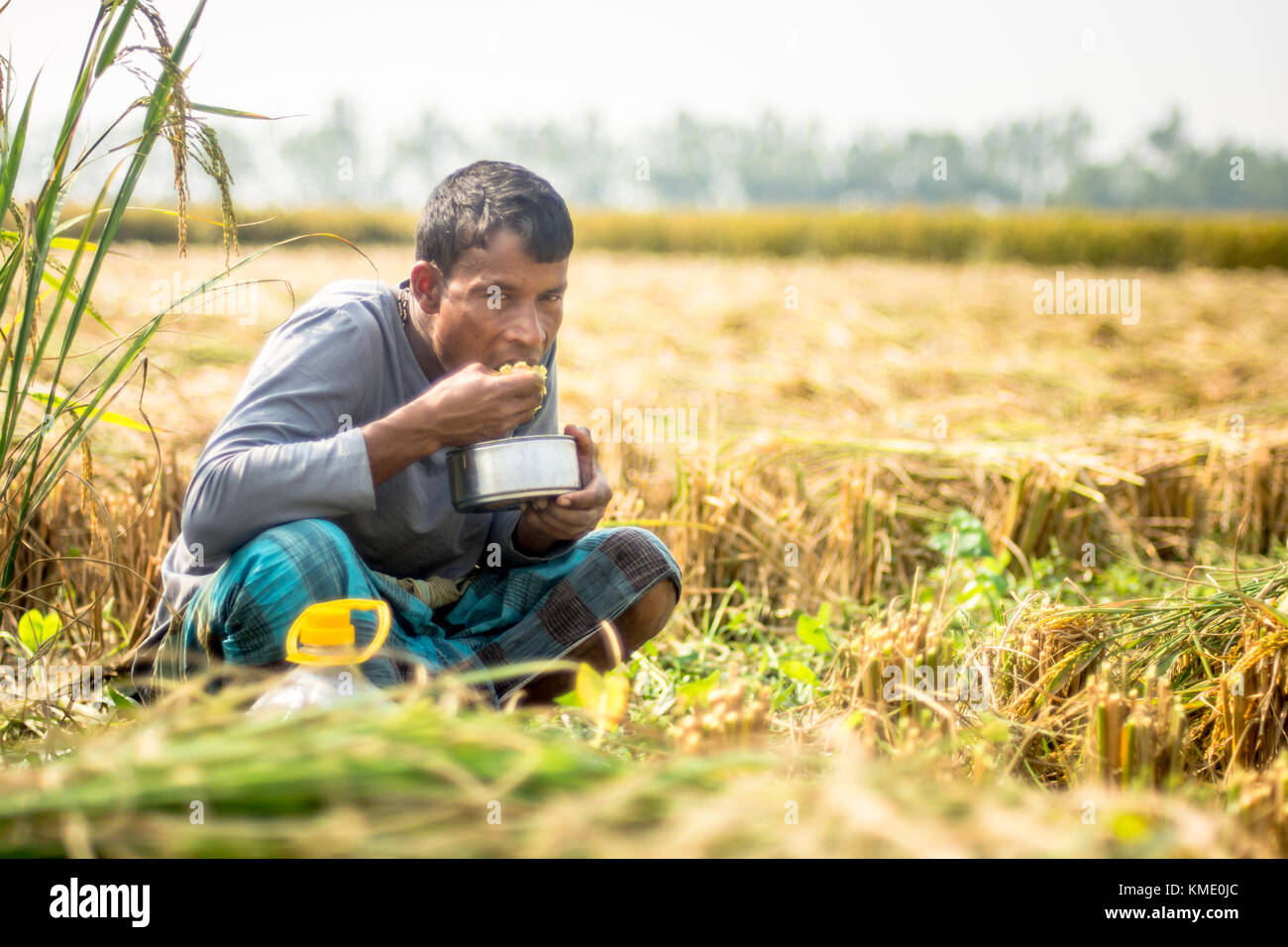 Rice Field and rice harvesting Stock Photo - Alamy