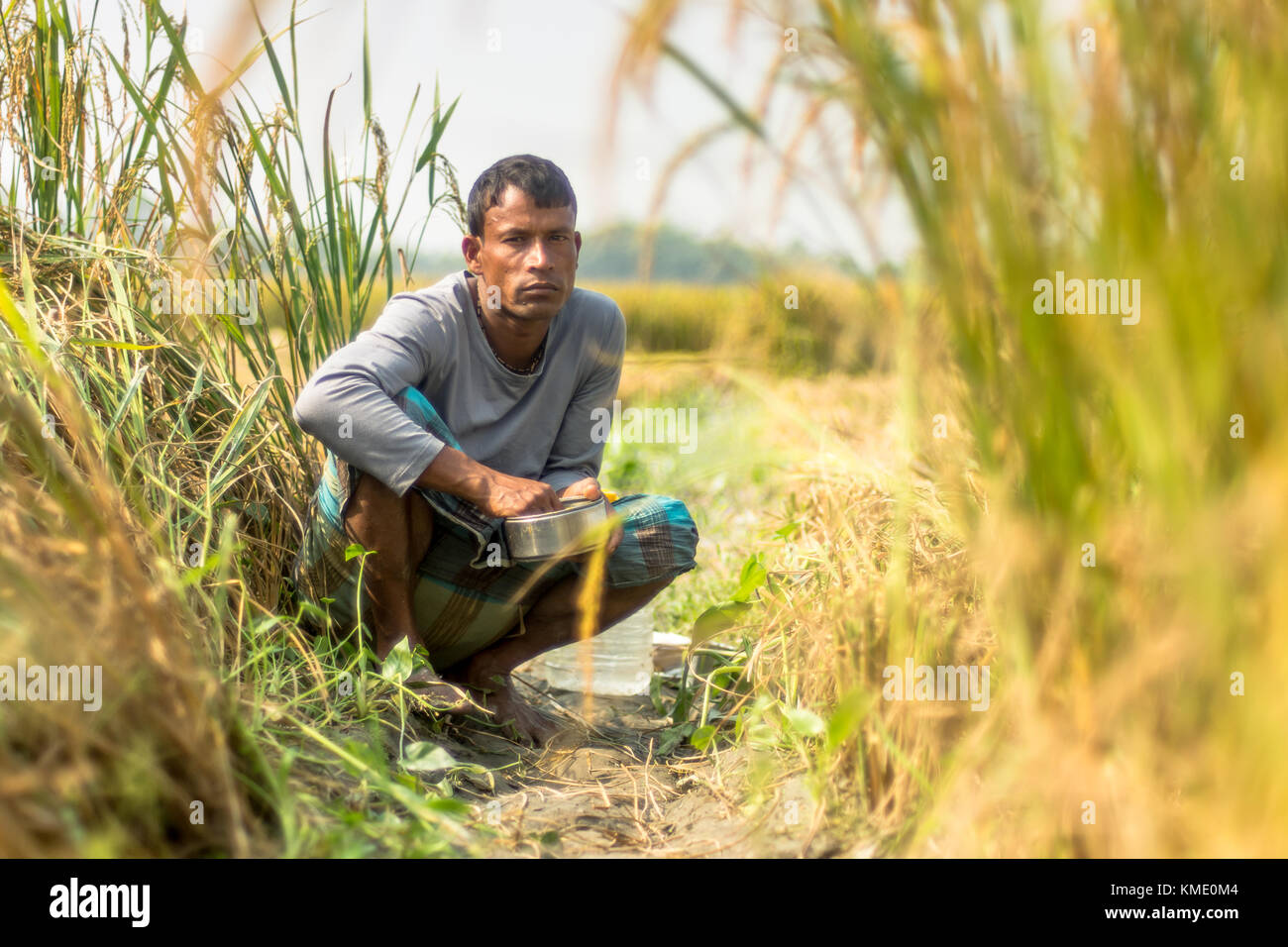 Rice Field and rice harvesting Stock Photo - Alamy
