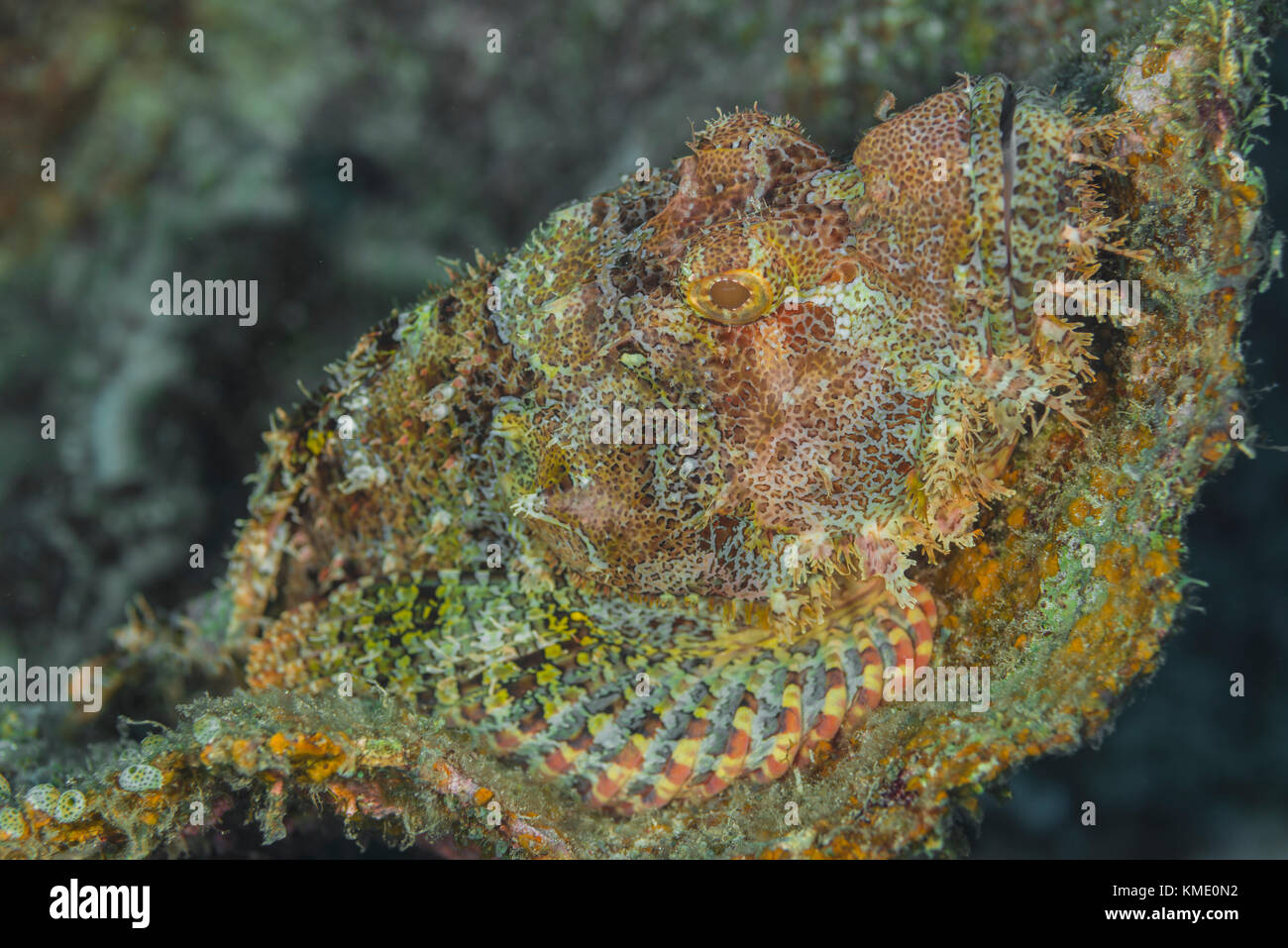 Juvenile scorpion fish hi-res stock photography and images - Alamy