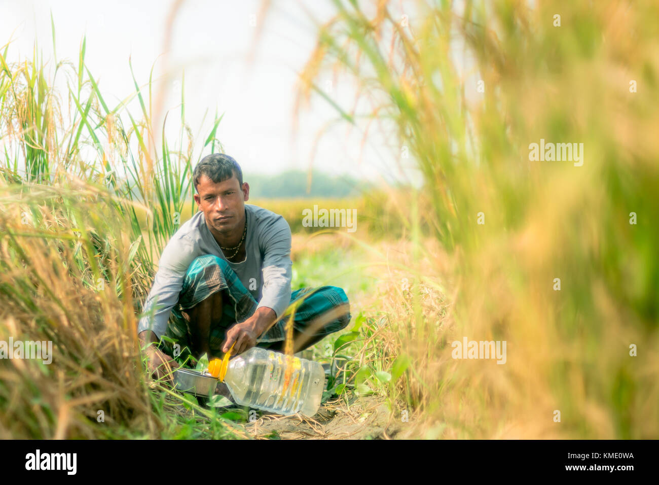 Rice Field and rice harvesting Stock Photo - Alamy