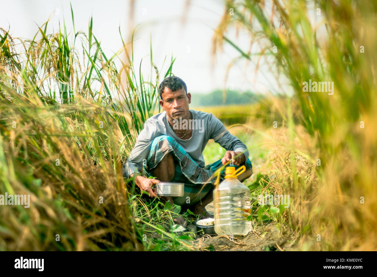 Rice Field and rice harvesting Stock Photo - Alamy