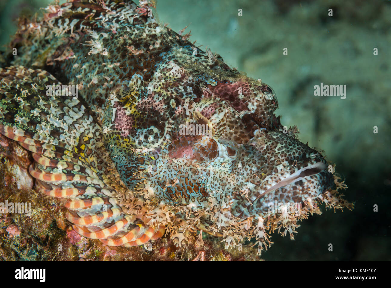 Scorpionfish portrait hi-res stock photography and images - Alamy