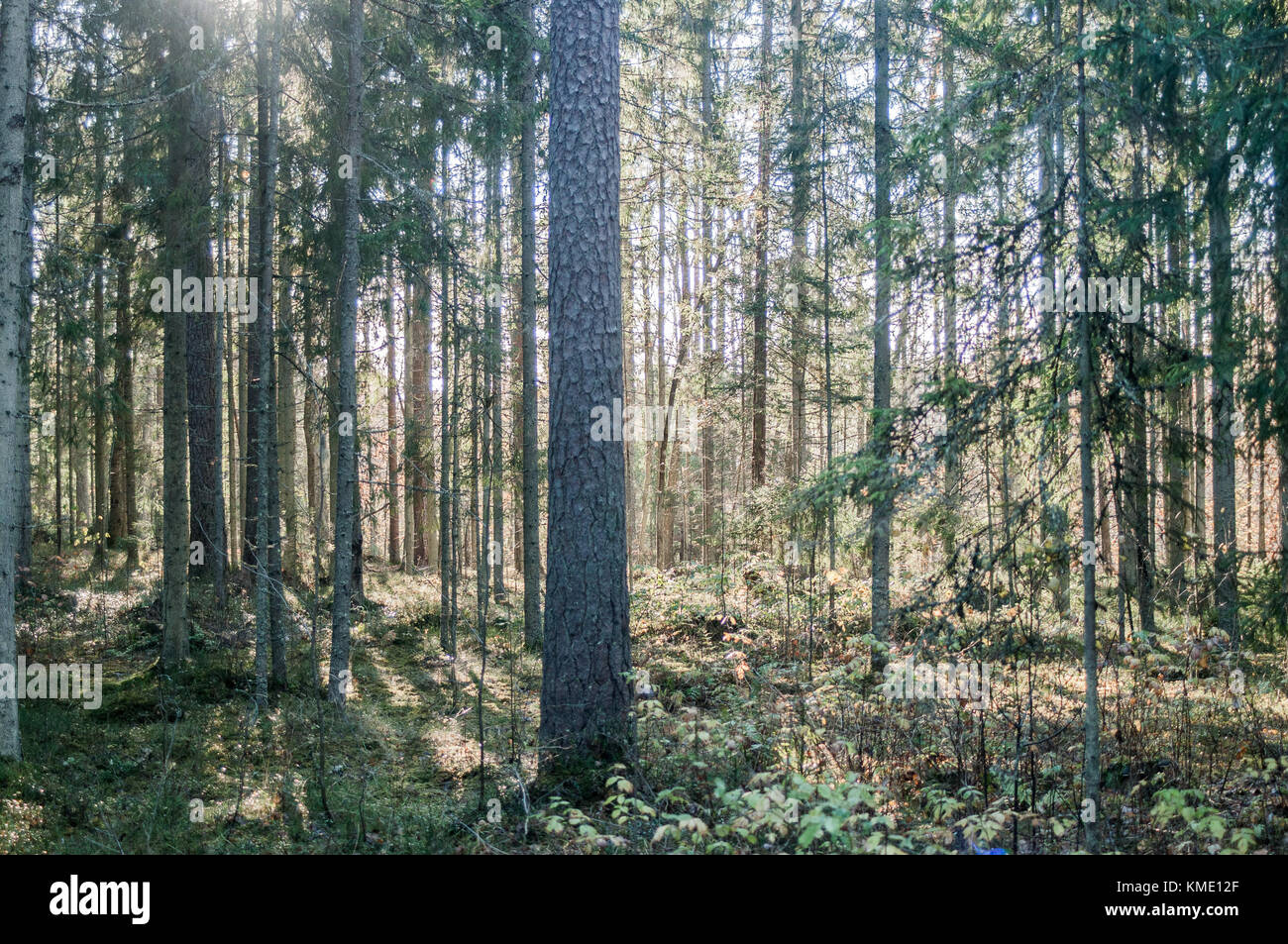 Forest in late autumn Stock Photo - Alamy