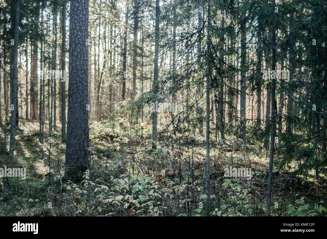 Forest in late autumn Stock Photo - Alamy