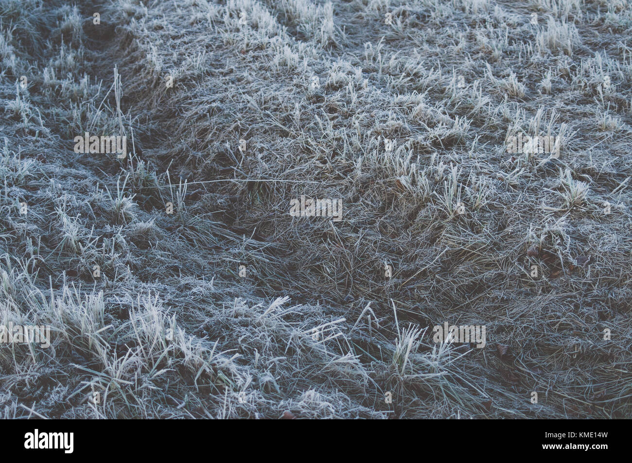 Sapless grass. Hoarfrost. Closeup Stock Photo - Alamy