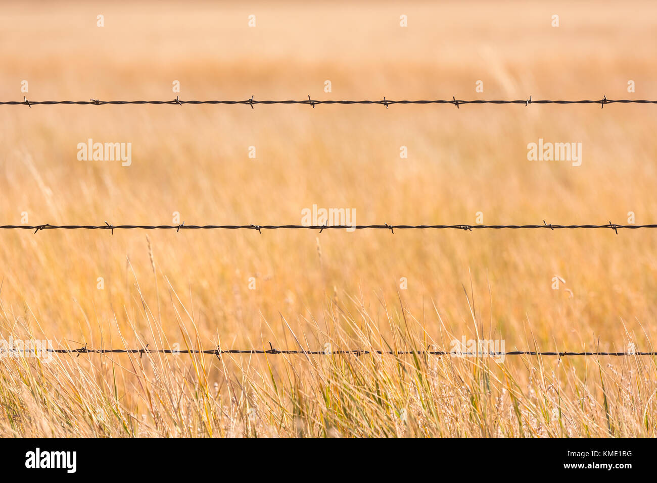 Barbed wire fence and prairie grass Stock Photo - Alamy
