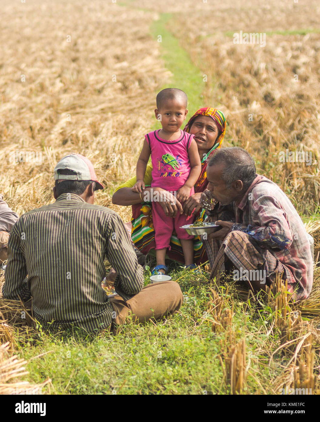 Rice Field and rice harvesting Stock Photo - Alamy