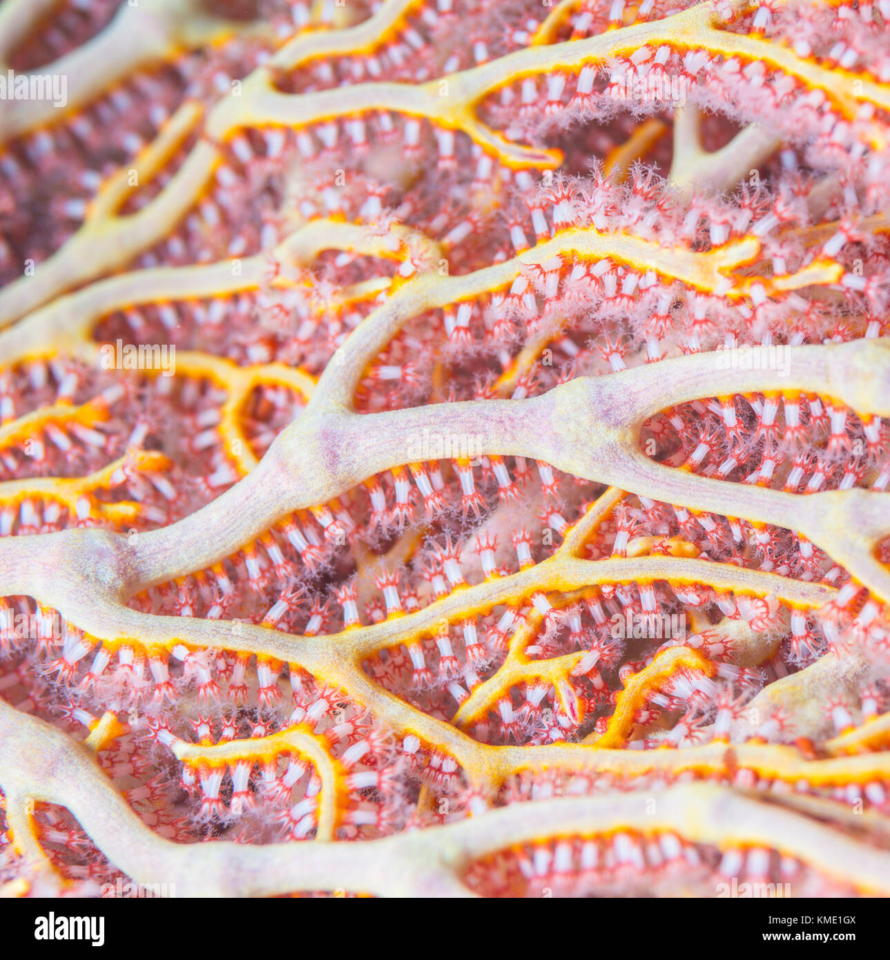 Detail of a colorful sea fan Stock Photo - Alamy