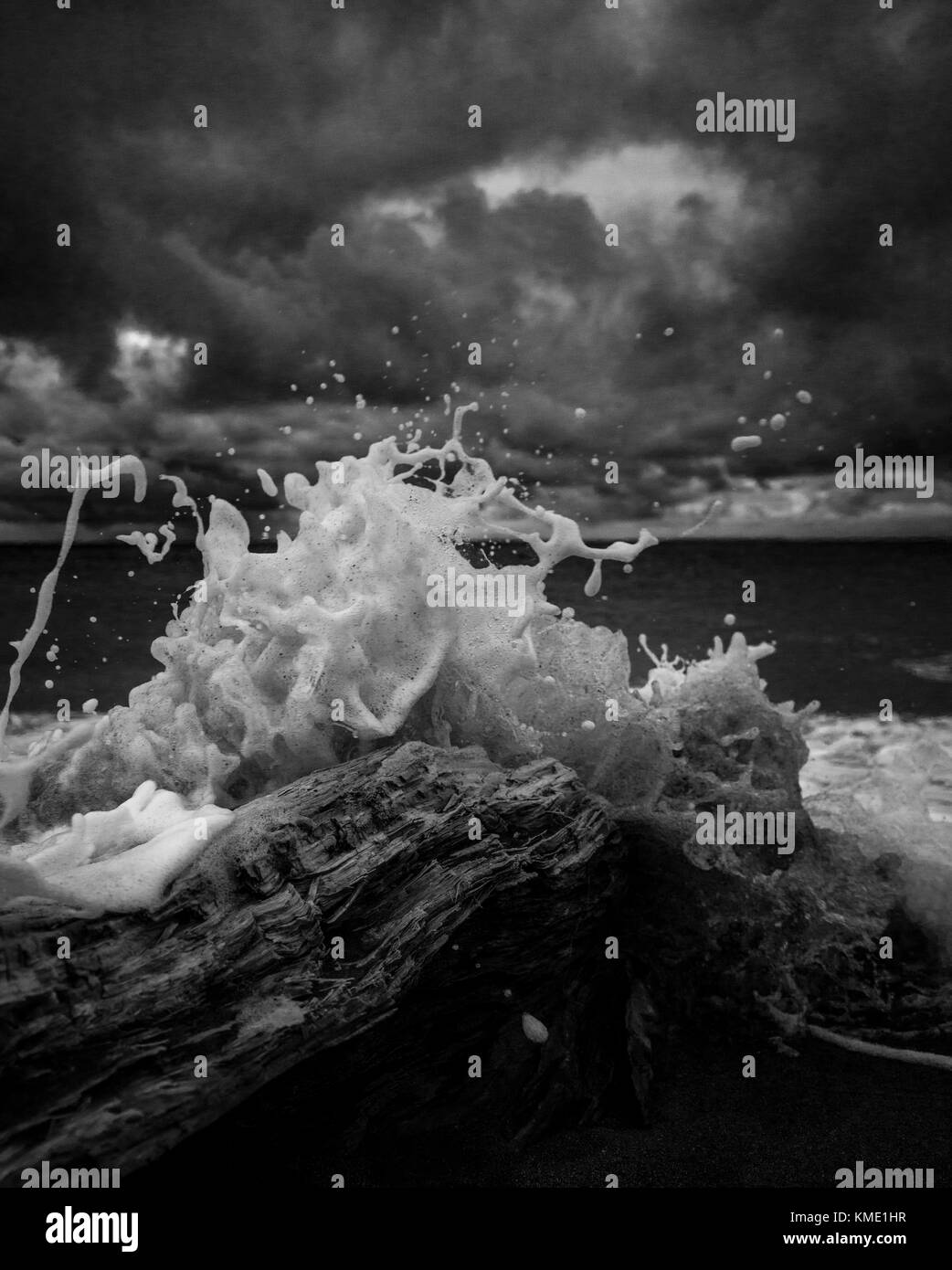 Tree stub Black and White Stock Photos & Images - Alamy