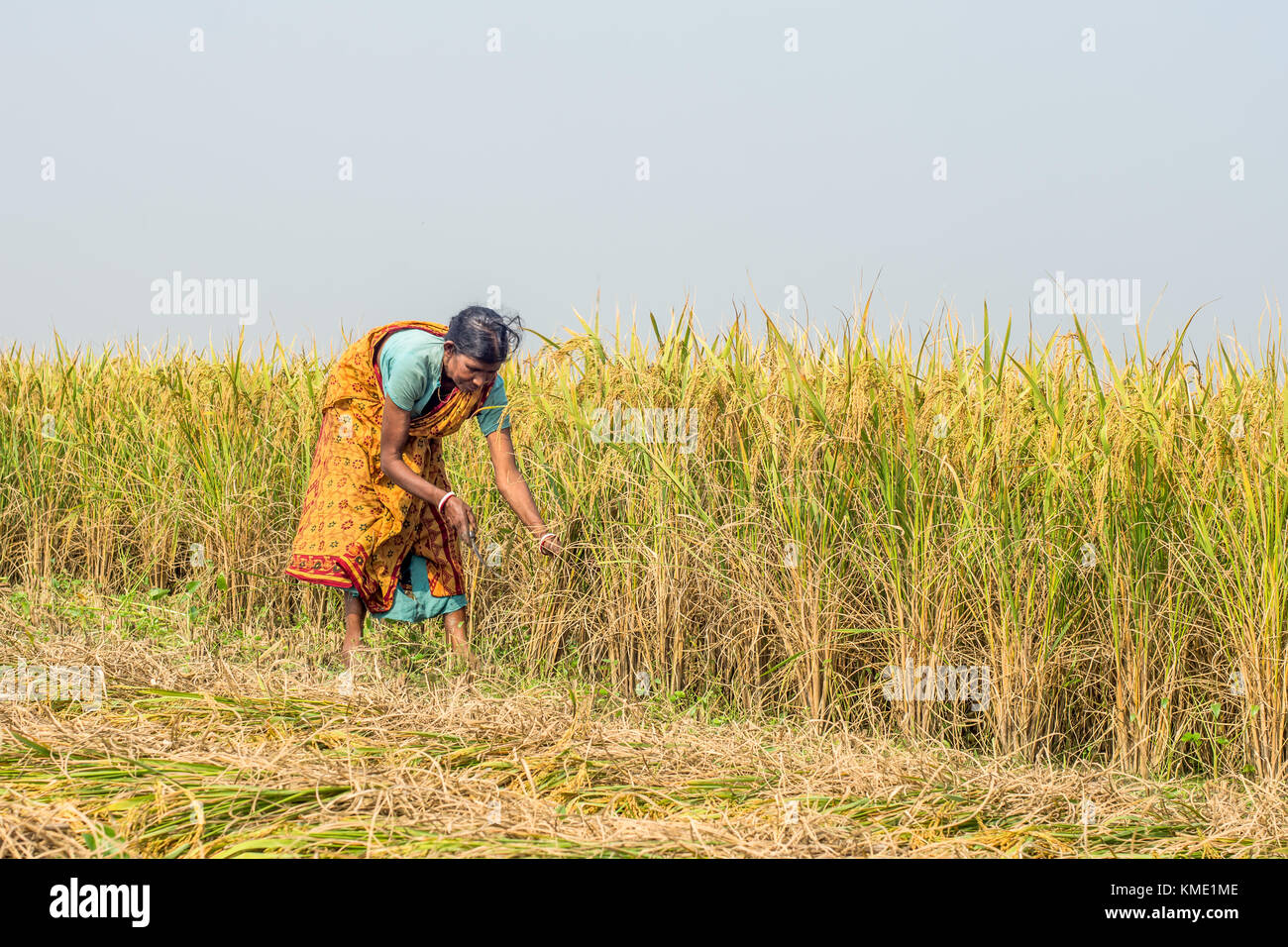 Rice Field and rice harvesting Stock Photo - Alamy