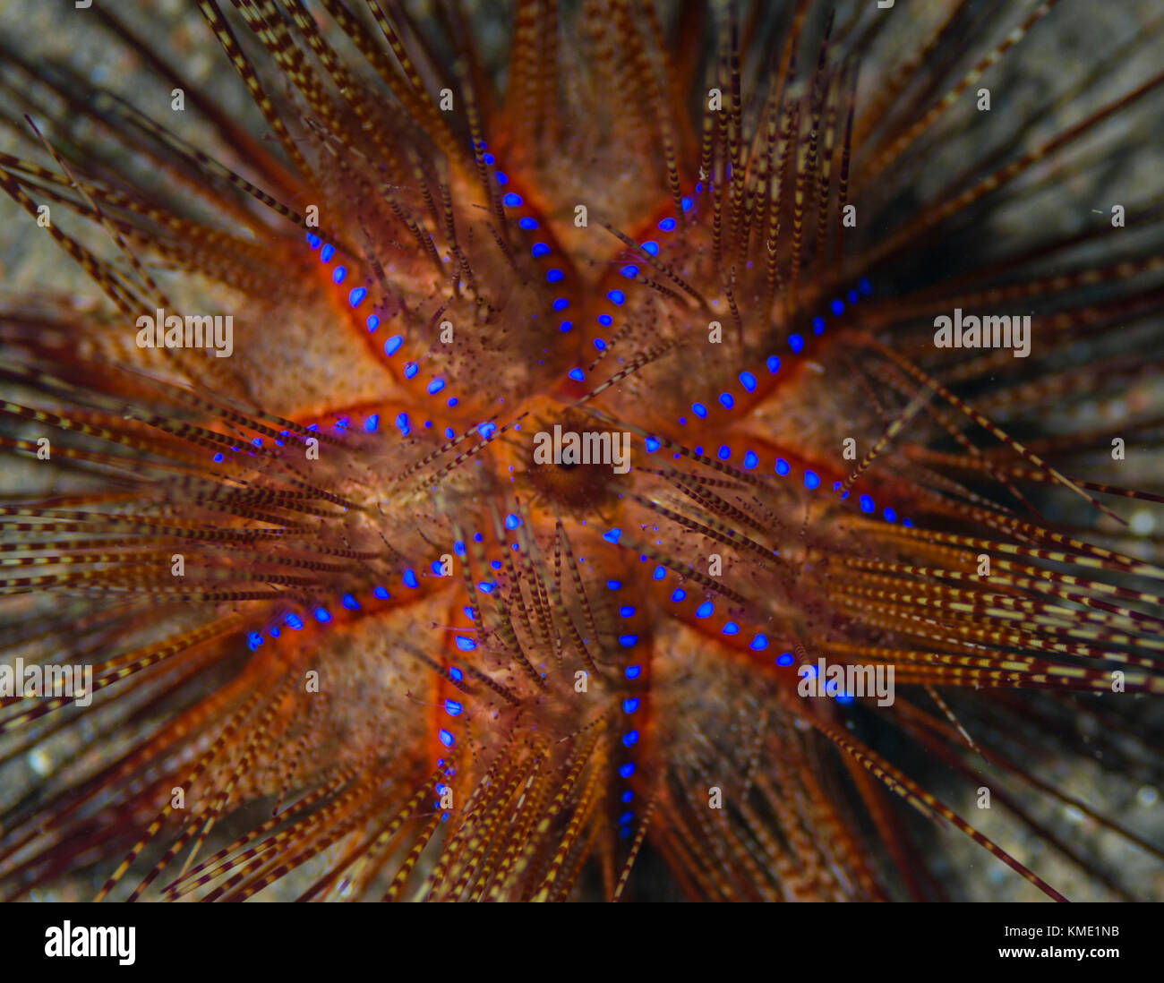 Blue-spotted sea urchin displaying its colors on the ocean floor Stock ...