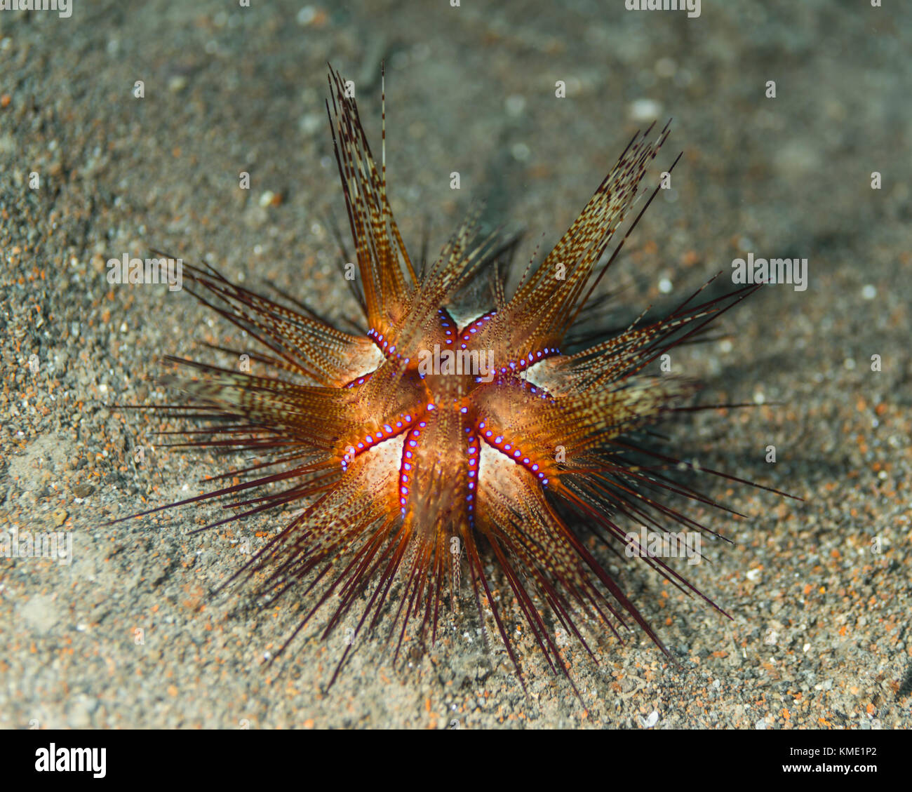Long spined sea urchin hi-res stock photography and images - Alamy
