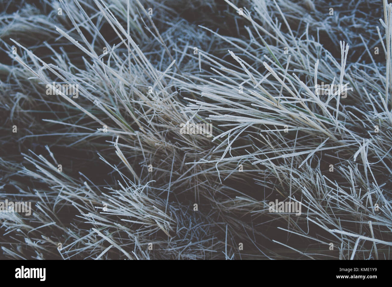 Sapless High Resolution Stock Photography and Images - Alamy