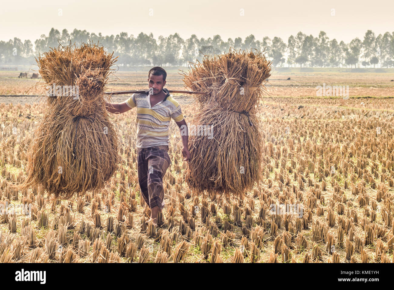 Rice Field and rice harvesting Stock Photo - Alamy