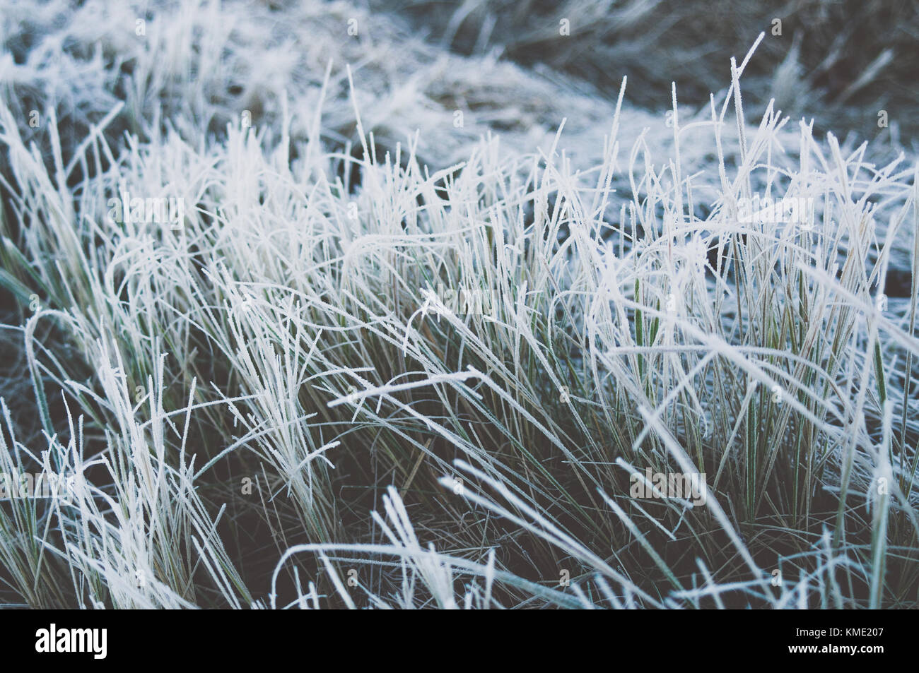 Sapless High Resolution Stock Photography and Images - Alamy