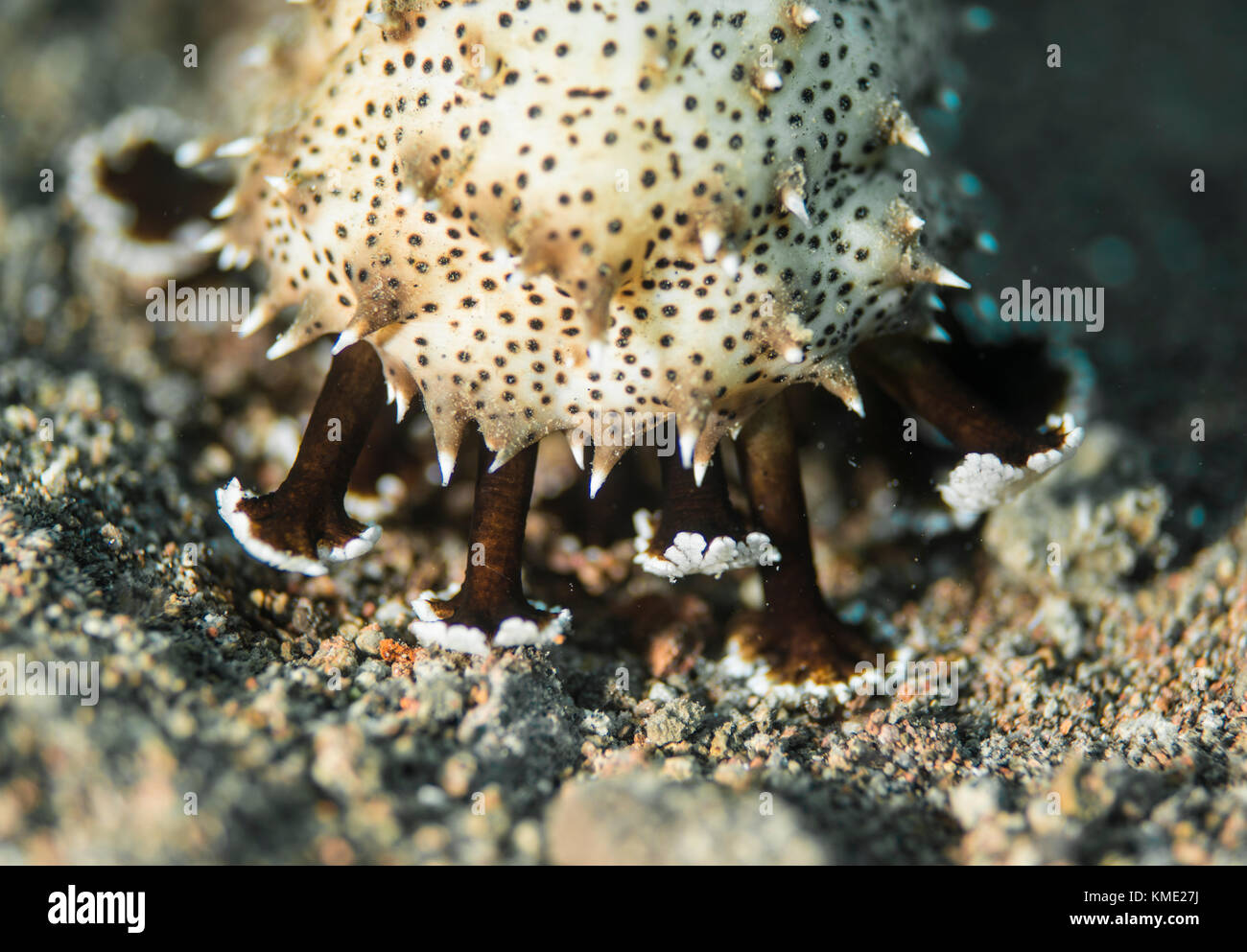 Snake Sea Cucumber High Resolution Stock Photography and Images - Alamy
