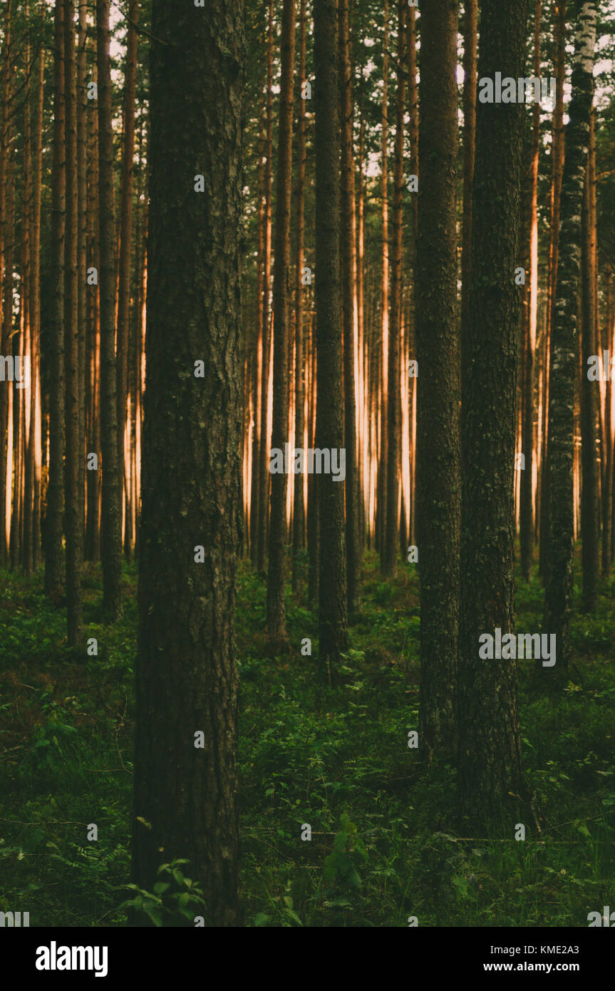 Sunlight in trunks Stock Photo - Alamy