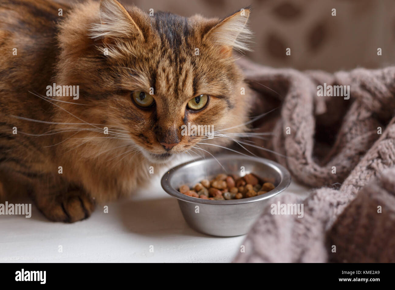 young cat after eating food from a plate Stock Photo - Alamy