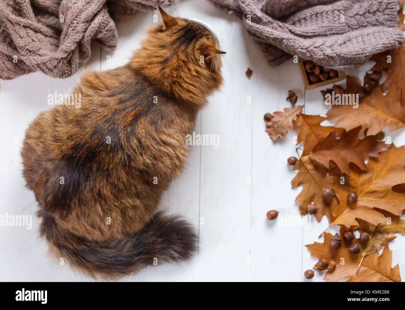 young cat after eating food from a plate Stock Photo - Alamy
