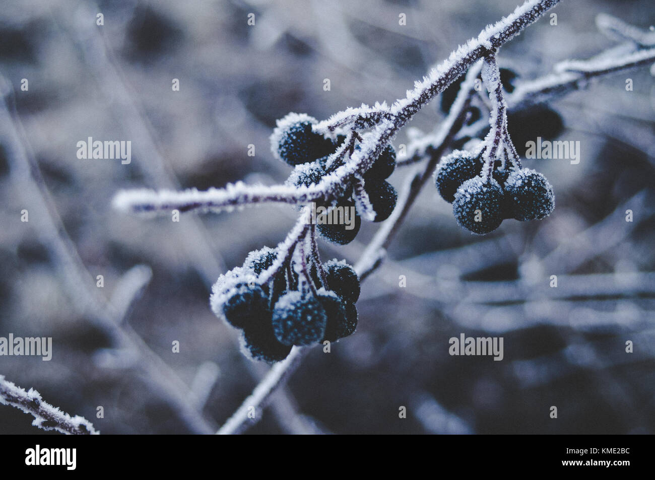 Deep purple berries hi-res stock photography and images - Alamy