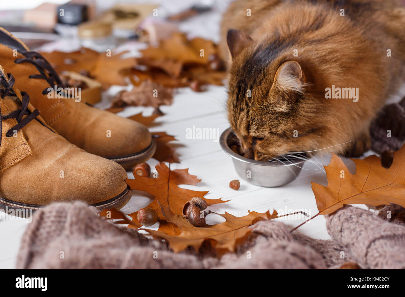 Young cat eating food from hi-res stock photography and images - Alamy
