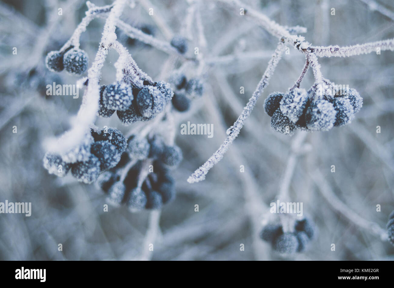 Winter frozen berries in hi-res stock photography and images - Alamy