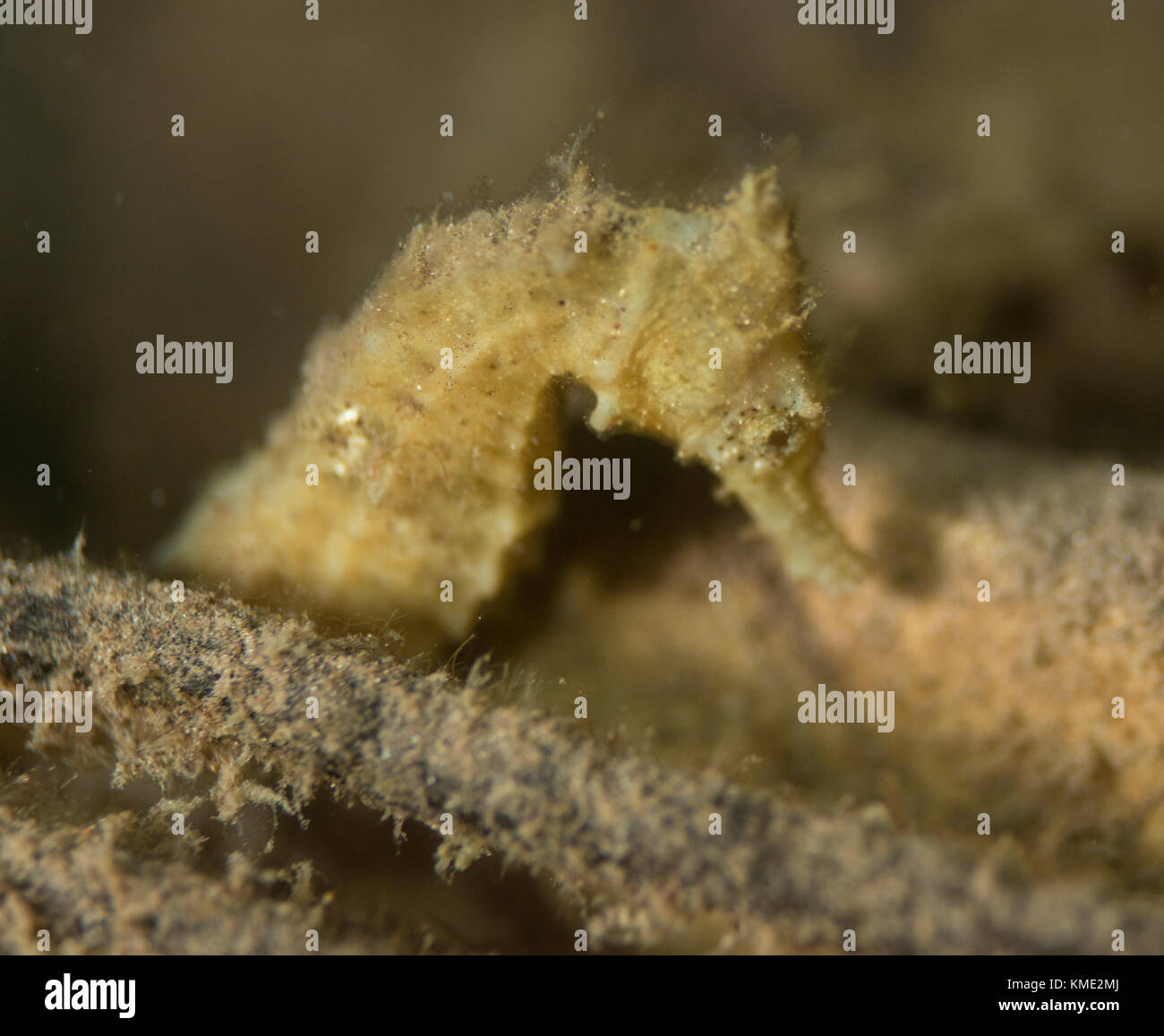 Common seahorse on a coral Stock Photo - Alamy