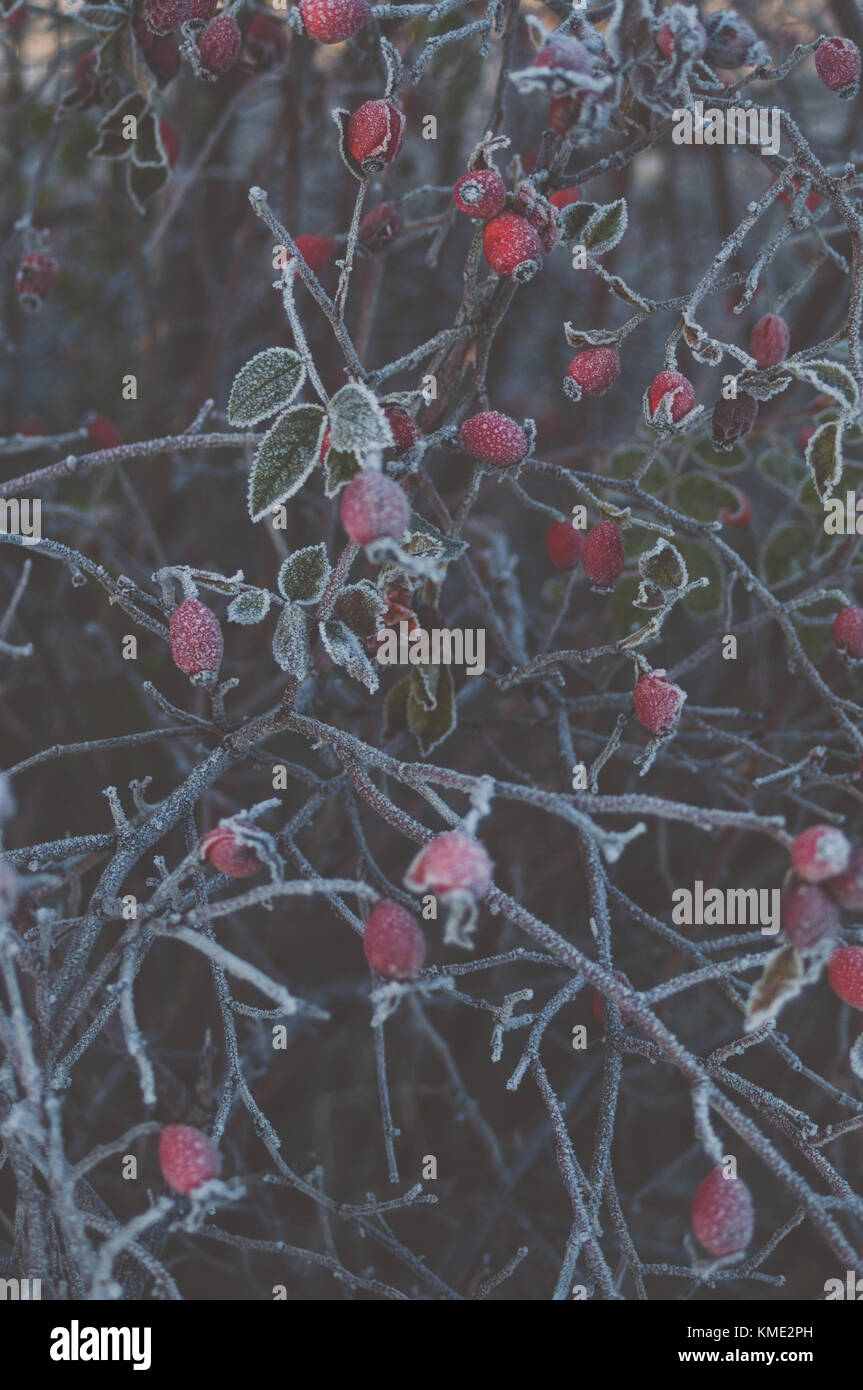 Sapless Sweetbrier hips. Frozen winter morning Stock Photo - Alamy