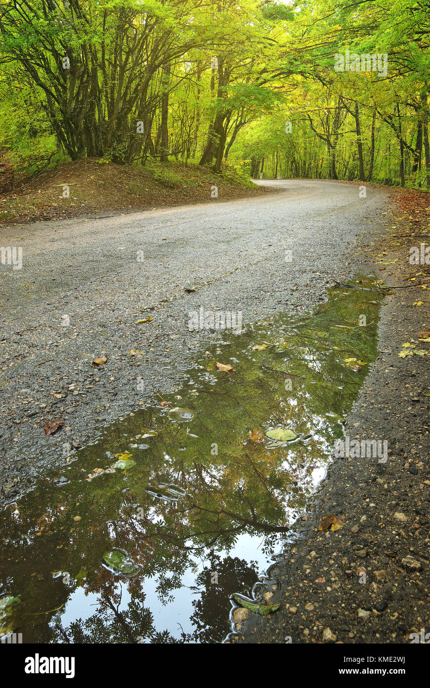 Pavement in forest hi-res stock photography and images - Alamy